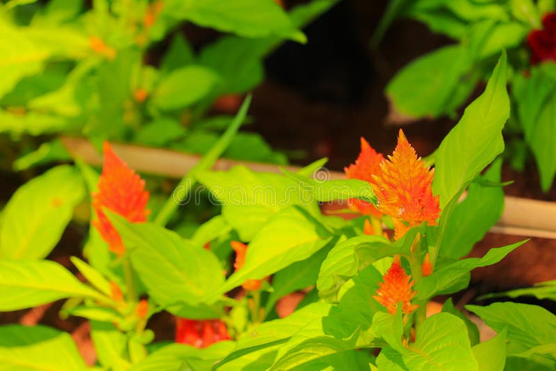 Orange Plumed Cockscomb Flower or Celosia Argentea Beautiful in the ...