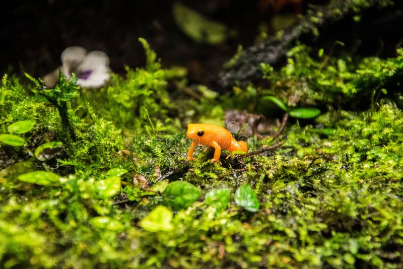 Orange Poisonous Frog in Grass Stock Image - Image of stout, poisonous ...