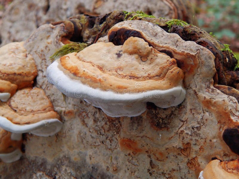 Orange Polypore on a Fallen Dead Tree Stock Image - Image of dead ...