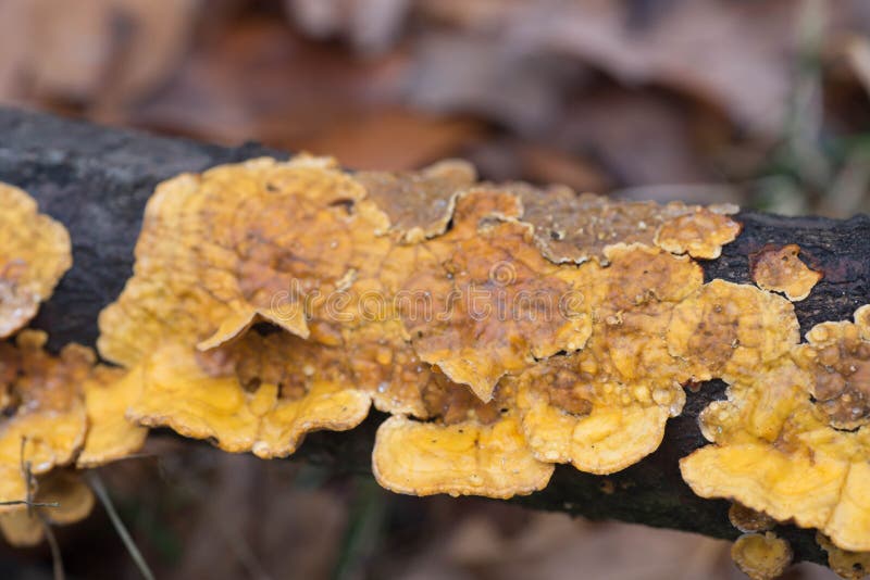 Orangev Polypore Fungus on Tree Macro Stock Image - Image of growing ...