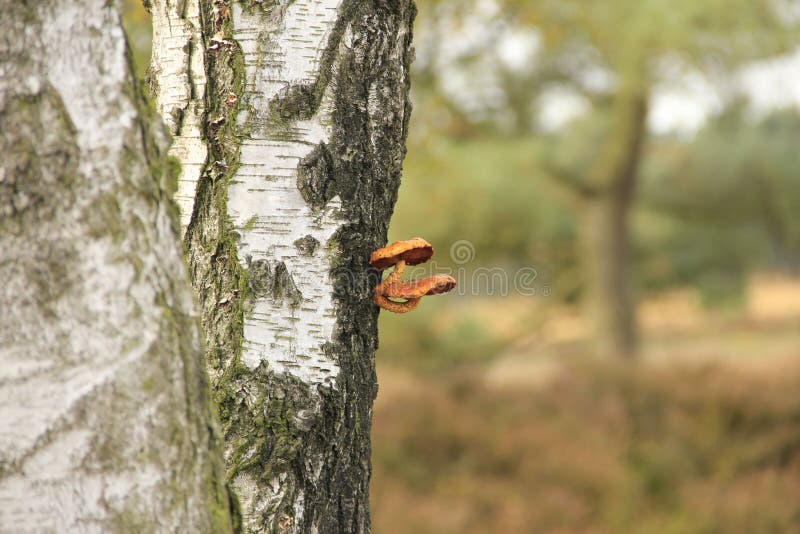 Orange Polypore Growing on the Tree Trunk Stock Image - Image of wood ...