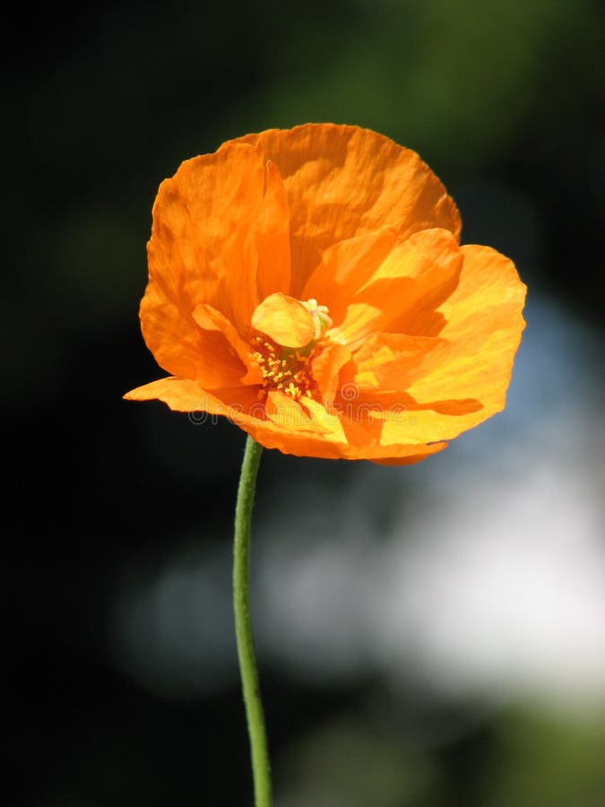 Orange Poppy stock photo. Image of orange, bloom, bright - 13102184