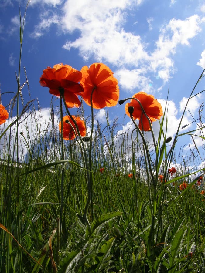 Poppy Field stock image. Image of sunshine, fields, poppy - 902923