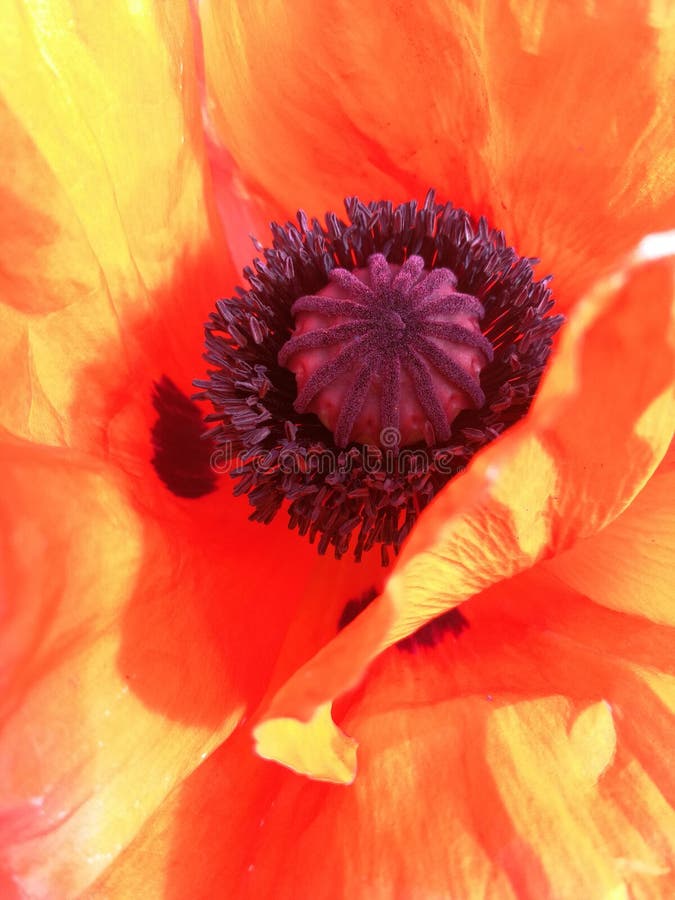 Orange poppy centre stock image. Image of rust, light - 177206545