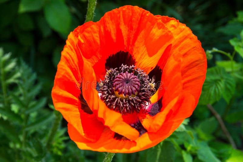 Orange Poppy Flower in Garden Stock Image - Image of flora, floral ...