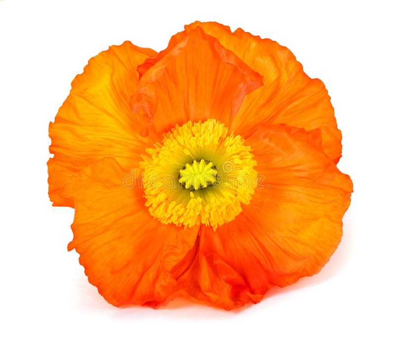 Orange poppy flower stock image. Image of poppy, white - 212709229
