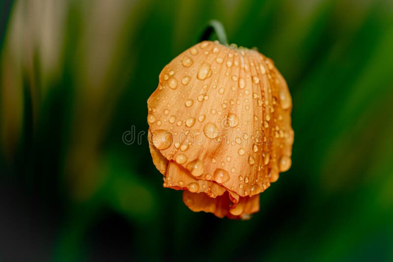 Orange Poppy Flower with Rain Water Drops in Garden Spring Time Stock ...