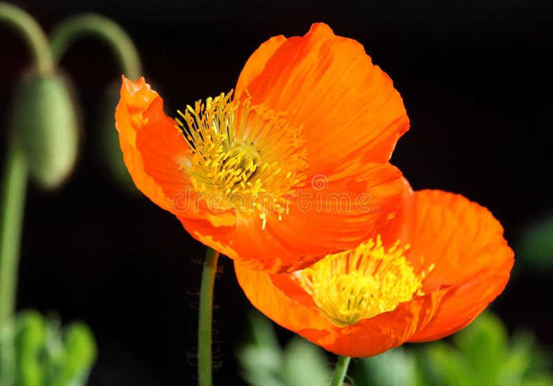 Orange Poppy Flowers stock photo. Image of light, background - 10655160