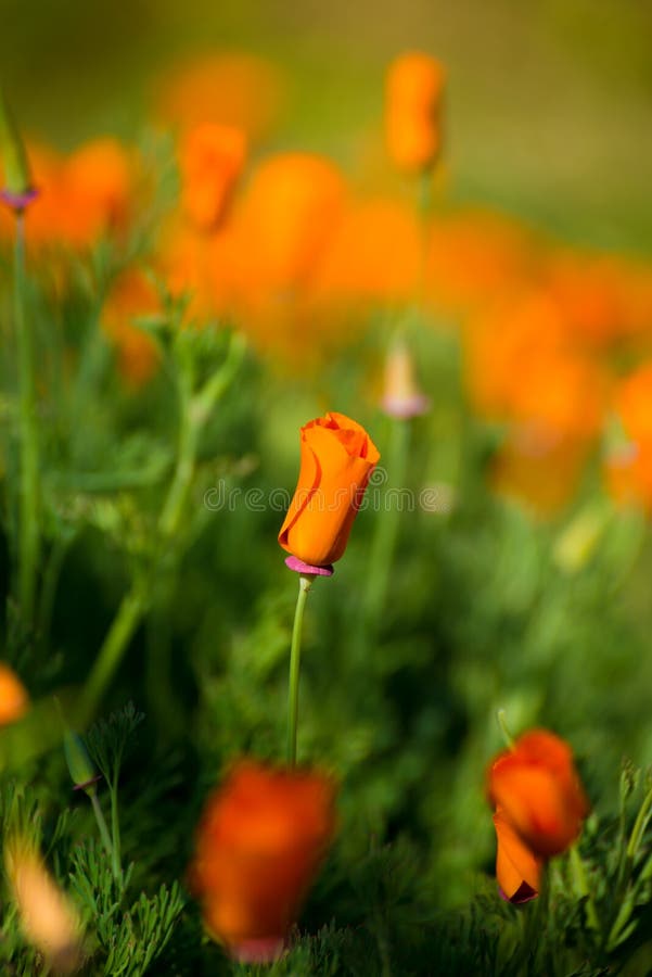 Spring Flowers - Panoramic Vie Stock Photo - Image of beautiful, plant ...