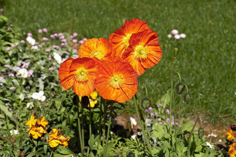 Orange poppy flowers stock photo. Image of clouds, blue - 47208234