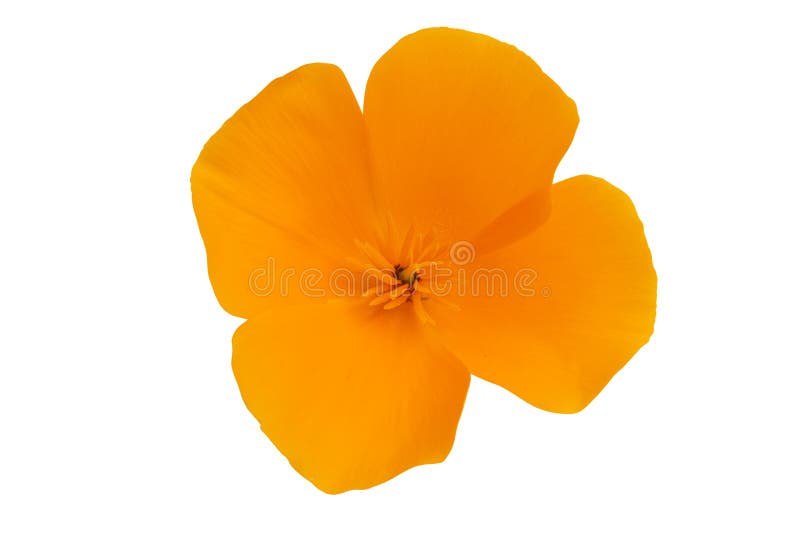 Orange poppy isolated stock photo. Image of background - 198591832