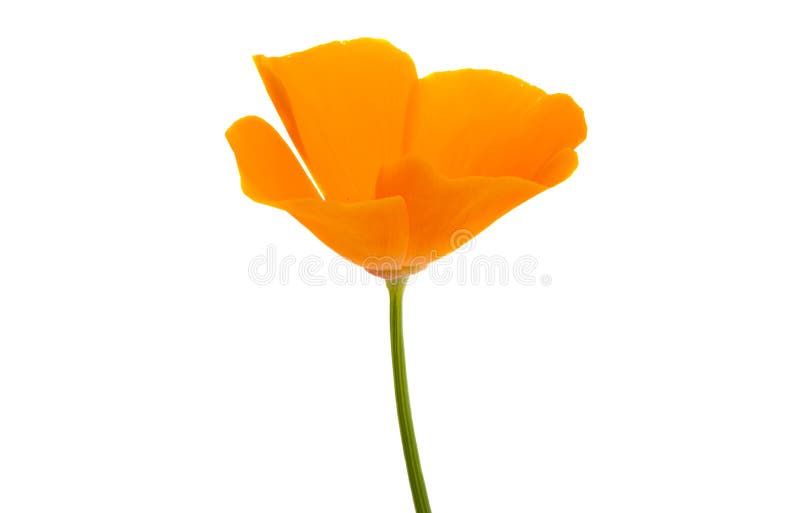 Orange poppy isolated stock photo. Image of beautiful - 198593542