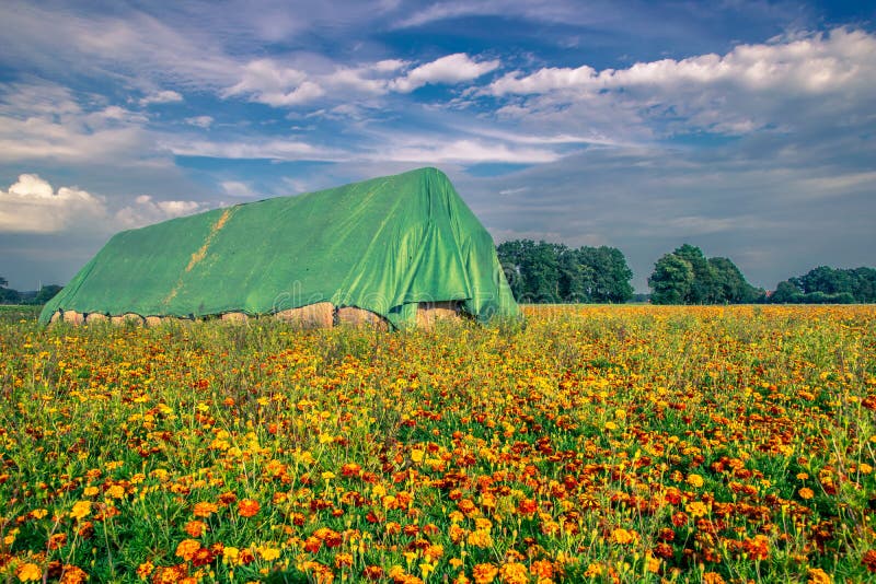 Orange Pot Marigold (Calendula Officinalis) Field Stock Photo - Image ...