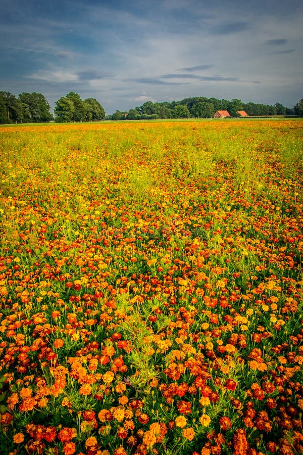 Orange Pot Marigold (Calendula Officinalis) Field and Sunflower Stock ...