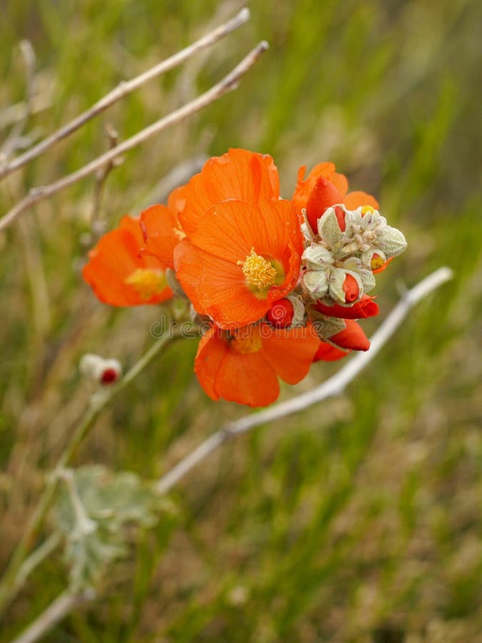 Orange prairie flowers stock image. Image of green, closeup - 73619125