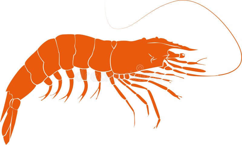 Orange Prawn Illustration Stock Illustrations – 1,004 Orange Prawn ...