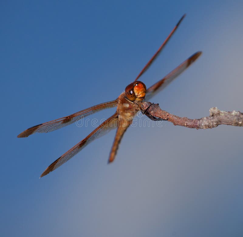 Orange predator stock image. Image of hair, brown, wings - 32997869