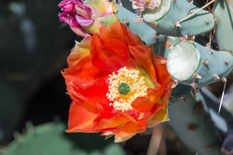 Orange Prickly Pear Cactus Flower Stock Photo - Image of botanical ...