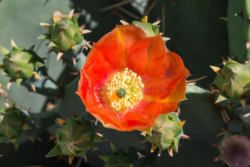 Orange Prickly Pear Cactus Flower Stock Photo - Image of blossom ...