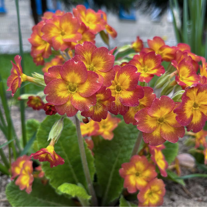 Orange Primrose Bloomed in the City Flower Bed in Spring Stock Image ...
