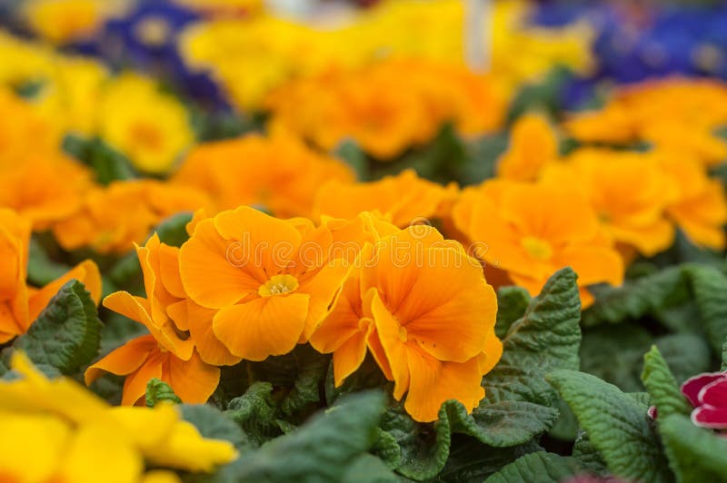 Orange Primrose Primula Vulgaris Hybrid Potted Spring Flower. Macro ...