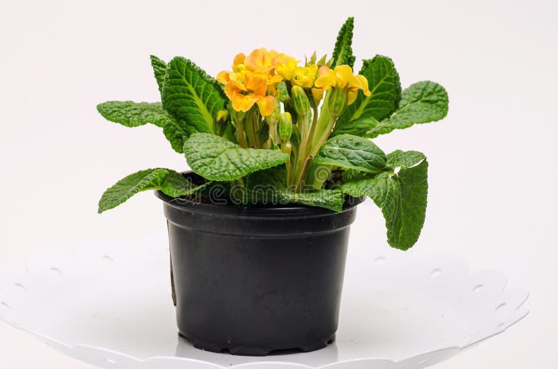 Orange primula flower stock image. Image of hortensis - 38204055