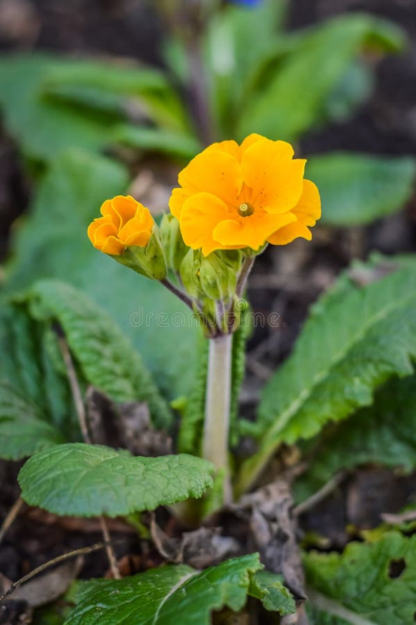 Orange primula flower stock image. Image of leaf, flower - 67644079