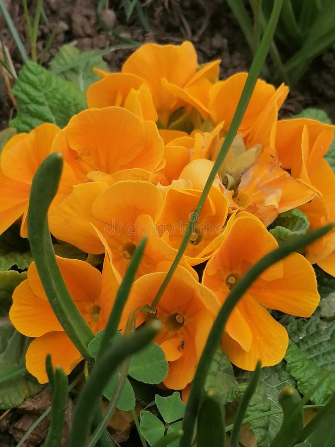 Orange Primula in the Garden Stock Image - Image of garden, orange ...