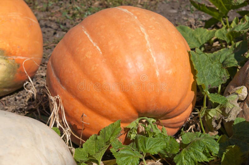 Orange pumpkin stock image. Image of pumpkin, color, garden - 18059045