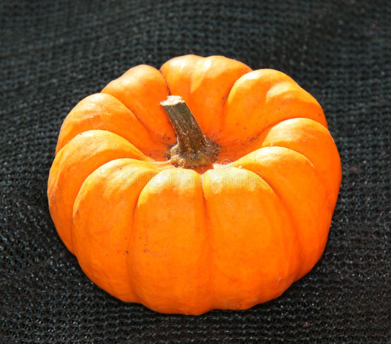 Orange Pumpkin. stock image. Image of squash, crop, fruit - 24810637