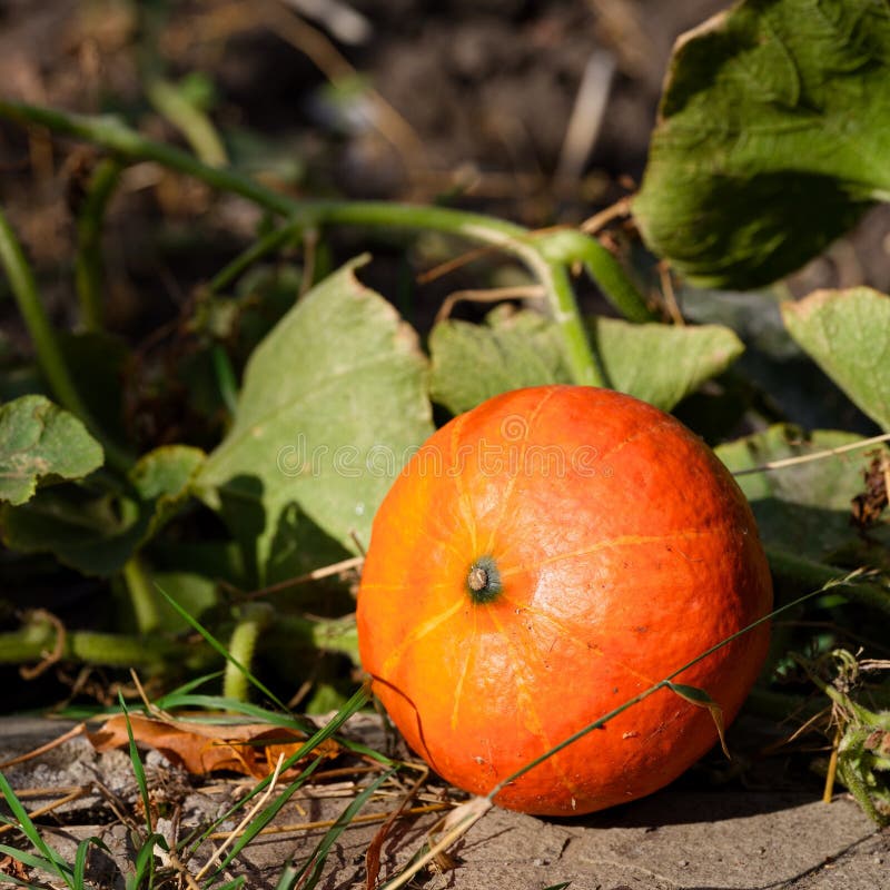 Pumpkin Growing in the Vegetable Garden. Growing Pumpkins. Pumpkin ...