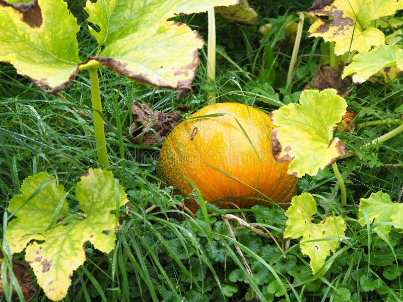 Orange pumpkin stock image. Image of fall, nature, leaf - 255897701