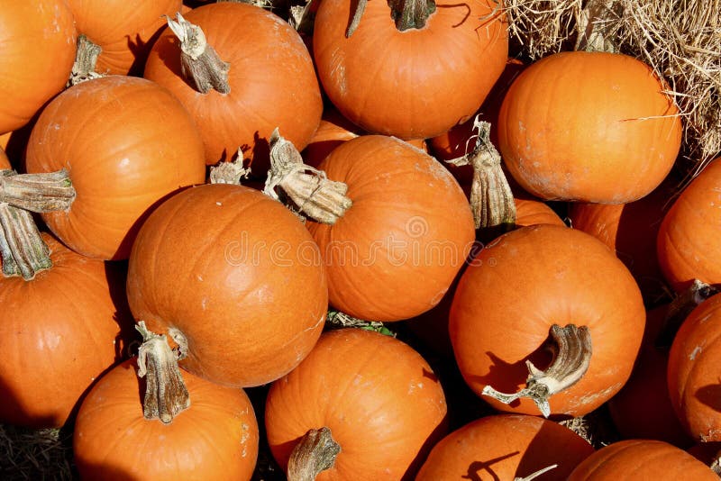 Orange Pumpkin Patch Background Texture Stock Photo - Image of ground ...