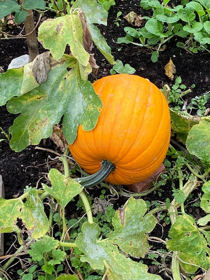 Orange Pumpkin Ready for Harvest in September Stock Image - Image of ...
