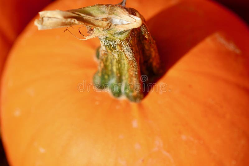 Orange Pumpkin Stem Macro Background Texture Stock Image - Image of ...