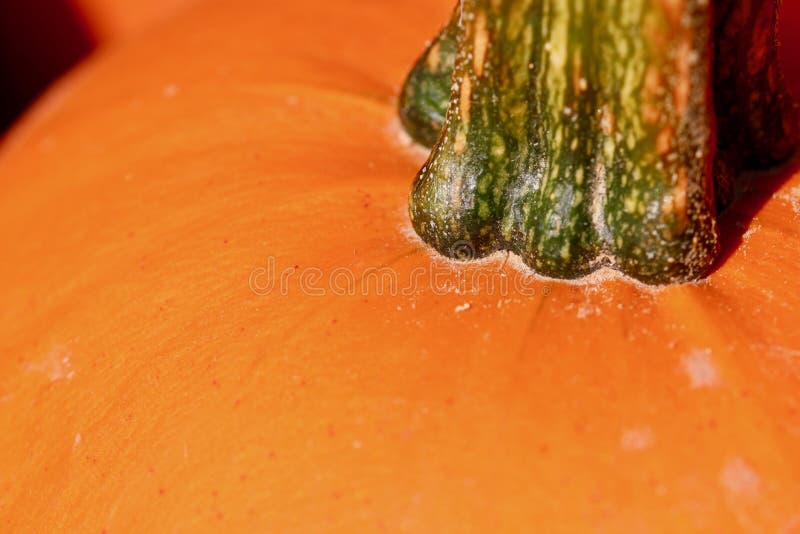 Orange Pumpkin Stem Macro Background Texture Stock Image - Image of ...