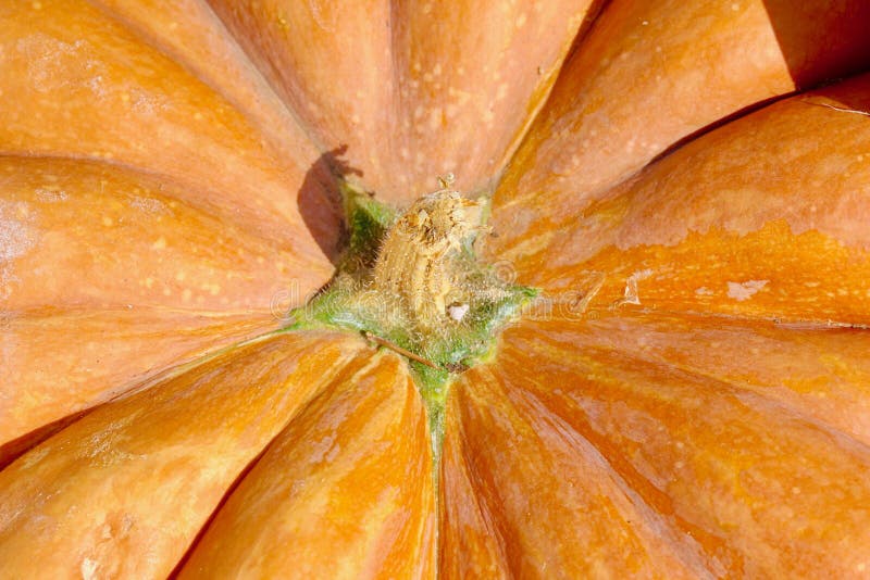 Orange Pumpkin Stem Macro Background Texture Stock Photo - Image of ...