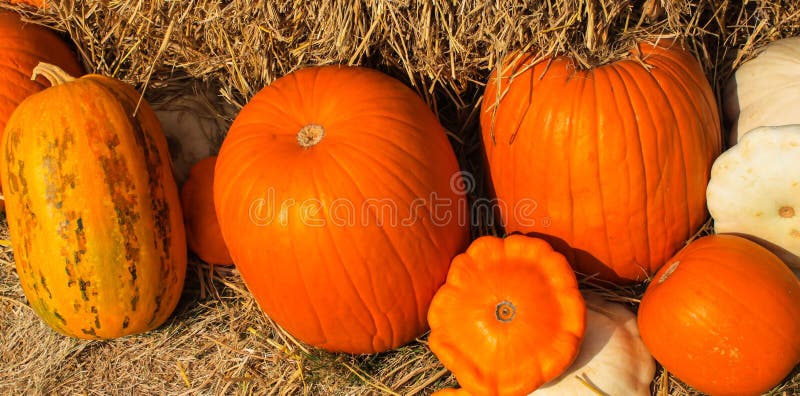Orange pumpkin on straw stock image. Image of vegetable - 59669193