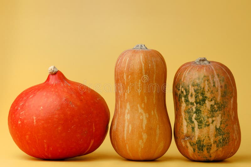 Orange Pumpkin on Yellow Background Front View Stock Photo - Image of ...