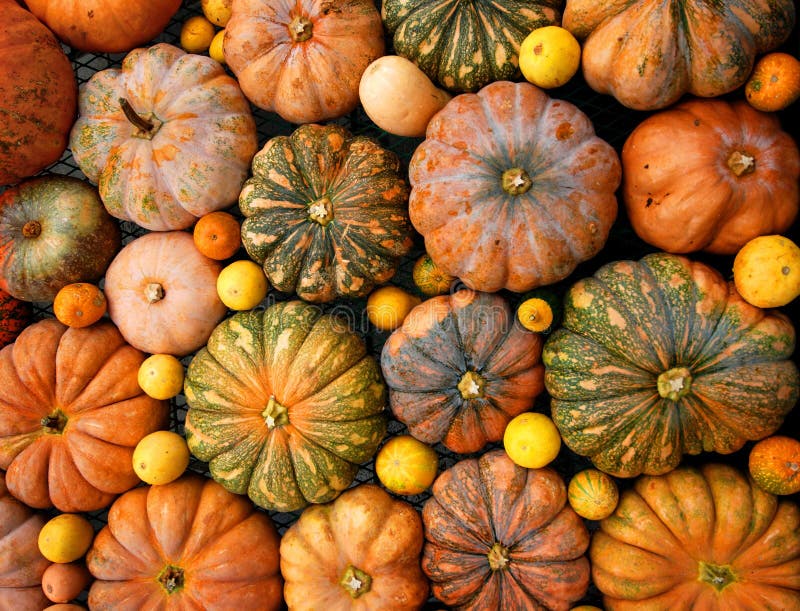 Tiger Pumpkins stock photo. Image of vegetable, agribusiness - 869492