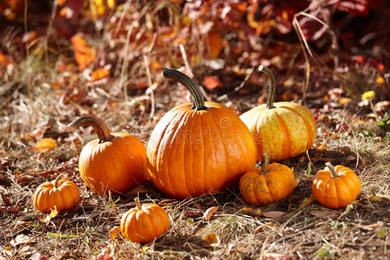 Orange Pumpkins in Autumn Forest Stock Image - Image of yellow, park ...