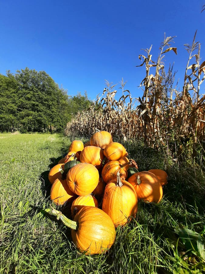 Orange Pumpkins in a Corn Field Stock Photo - Image of background ...