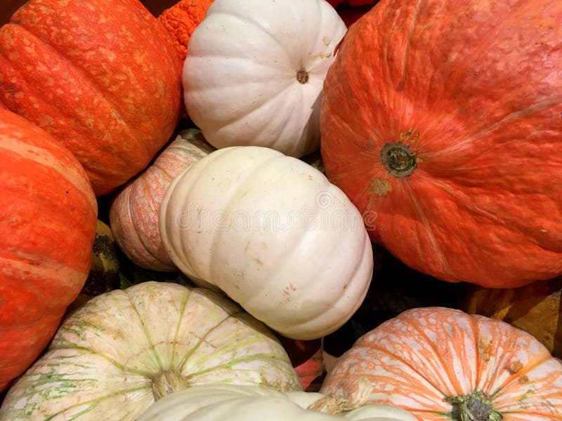 Orange Pumpkins and Gourds. Stock Image - Image of ridges, cuisine ...