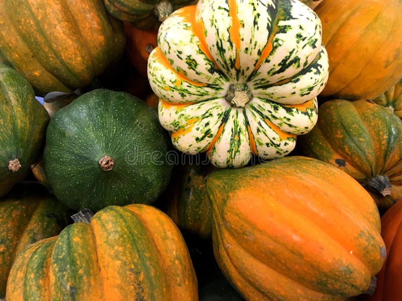 Orange Pumpkins and Gourds. Stock Photo - Image of ridges, gourds: 78717166