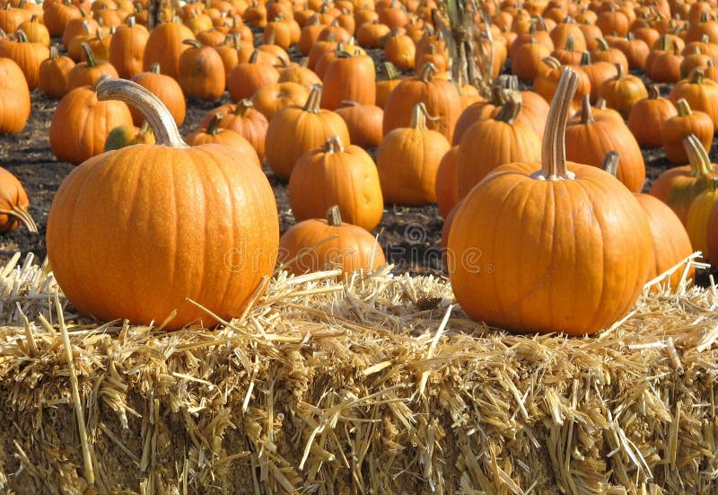 Orange Pumpkins on a Hay Bale. Stock Image - Image of field, bright ...