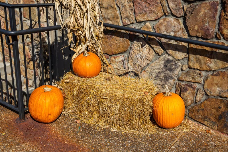Orange Pumpkins Lined Up at a Scenic Pumpkin Patch in Fall Stock Photo ...