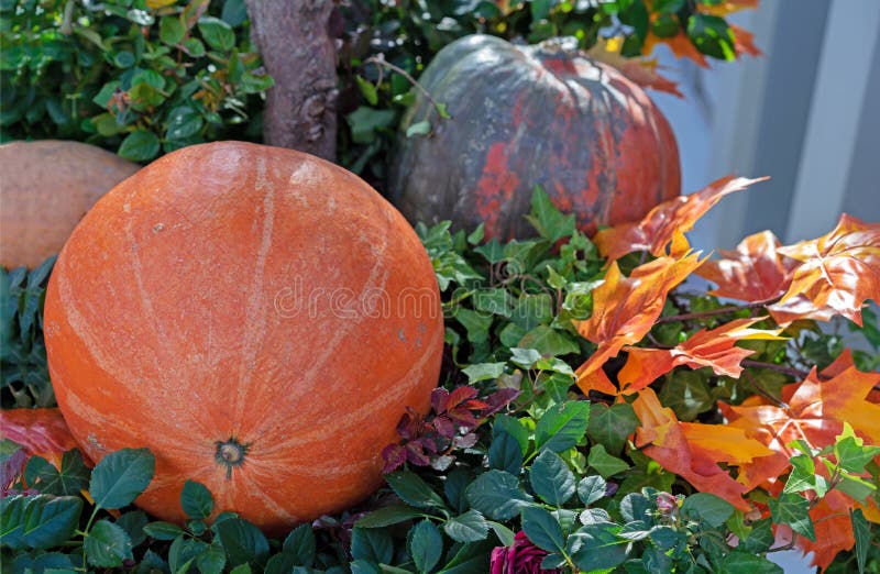 Orange Pumpkins and Maple Leafs. Autumn Pumpkins Harvest. Stock Photo ...