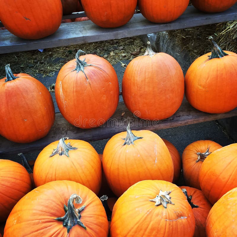 Orange Pumpkins at the Marketplace Stock Image - Image of farm, quebec ...