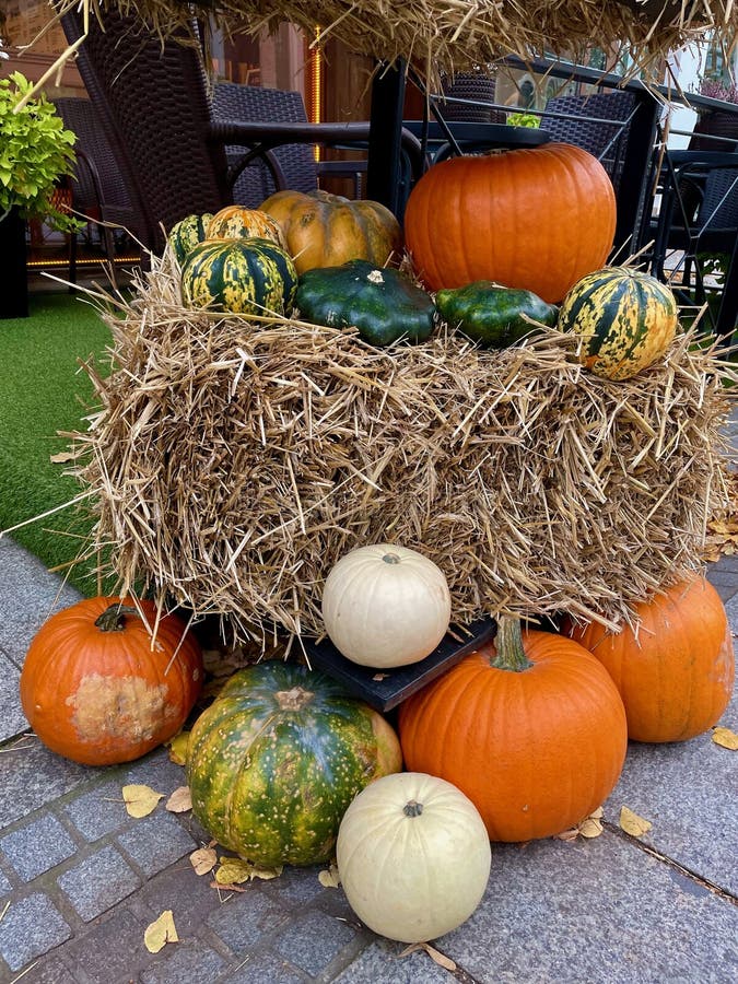 Orange pumpkins stock image. Image of october, green - 292949581