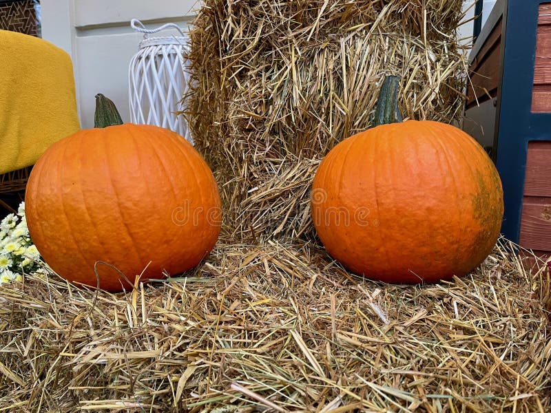 Orange pumpkins stock photo. Image of ripe, food, display - 292949628